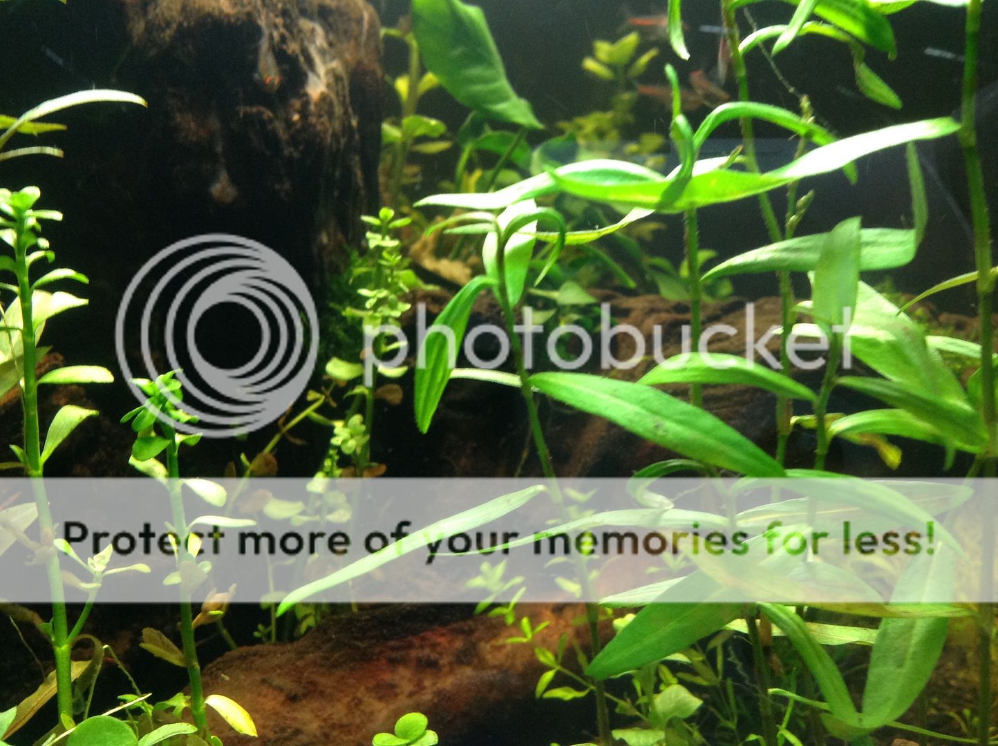 My "Freshened Up" Red Sea 130 | Tropical Aquariums SA