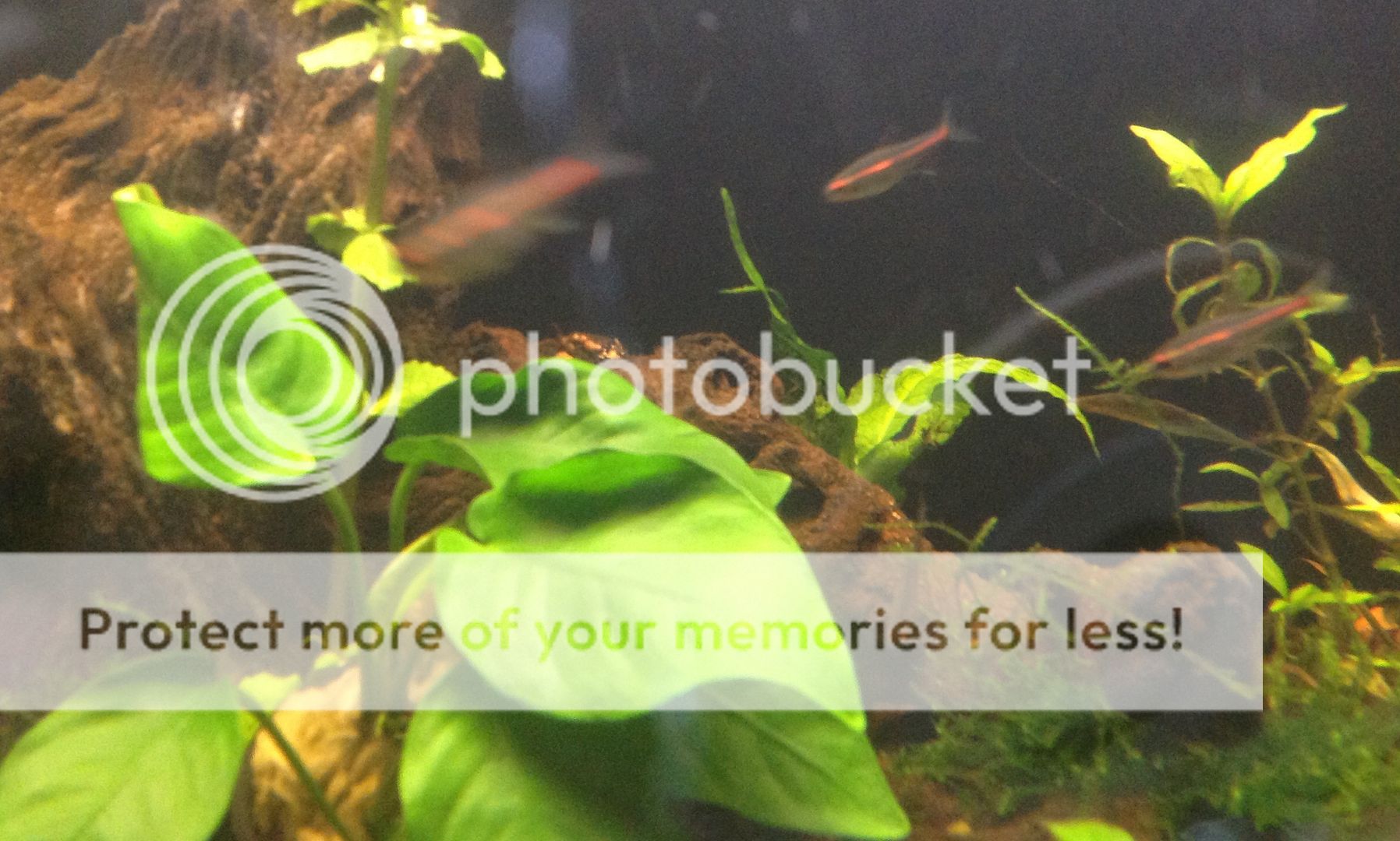 My "Freshened Up" Red Sea 130 | Tropical Aquariums SA