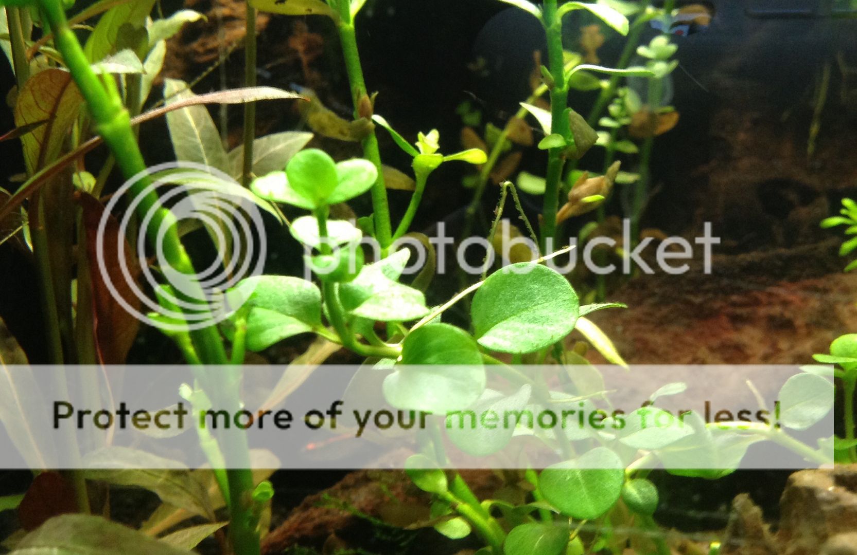 My "Freshened Up" Red Sea 130 | Tropical Aquariums SA