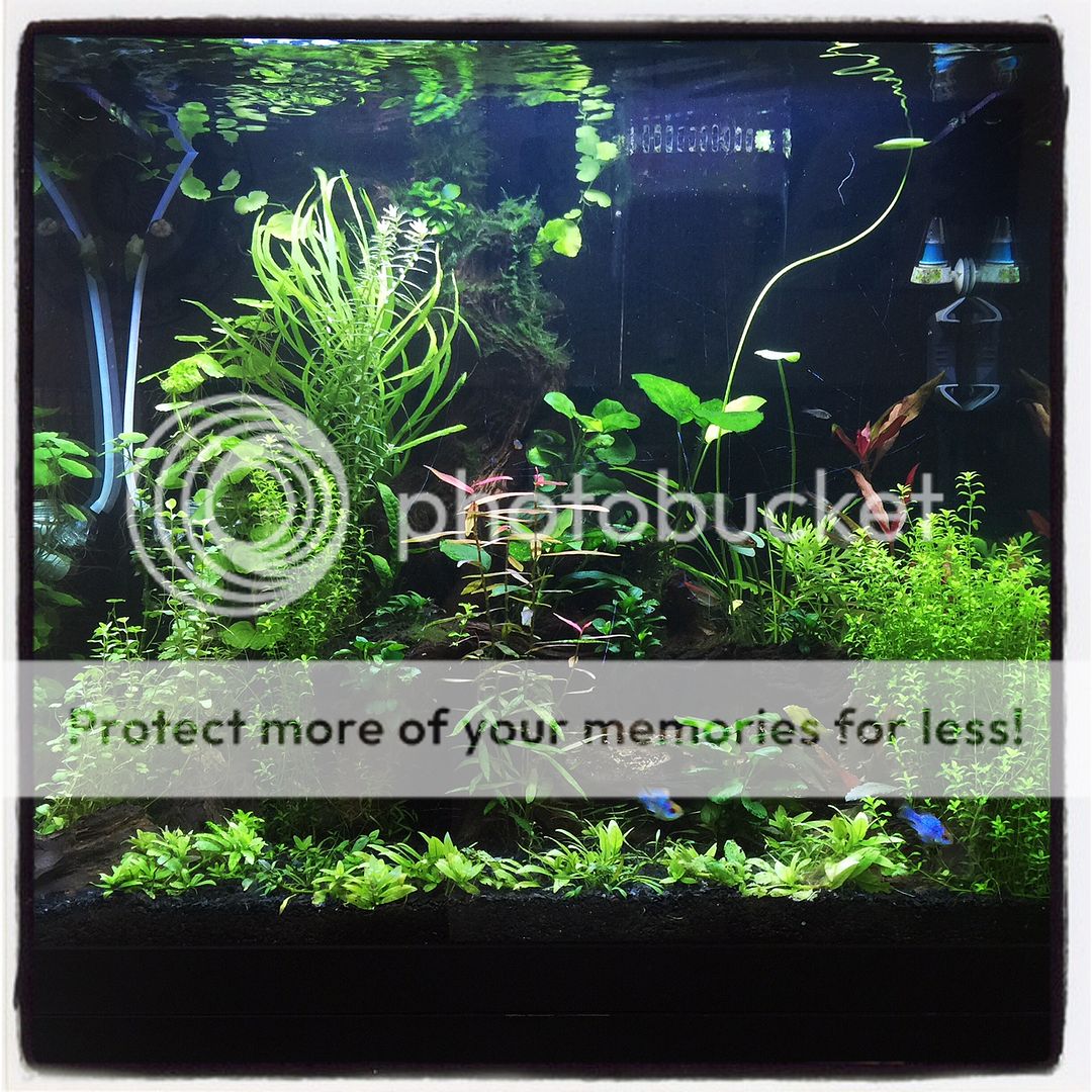 My "Freshened Up" Red Sea 130 | Page 7 | Tropical Aquariums SA