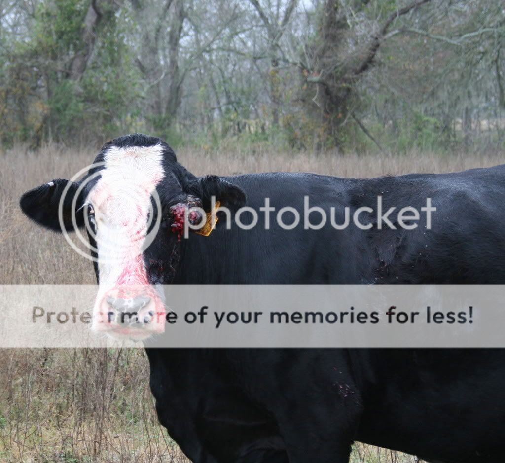 Cancer Eye | CattleToday.com - Cattle, Cow & Ranching Community